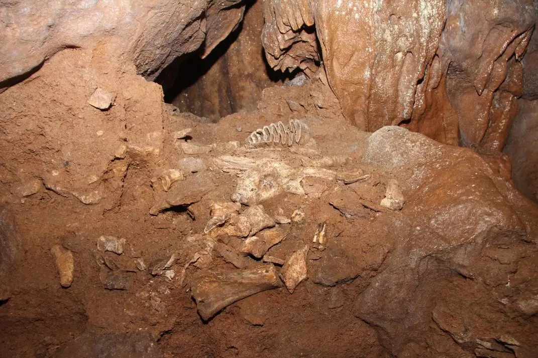 Lapurrek arpilatu ondoren, antzinako haitzuloa lapurtutako fosilen 3-D erreplikekin irekitzen da berriro. 27091_1