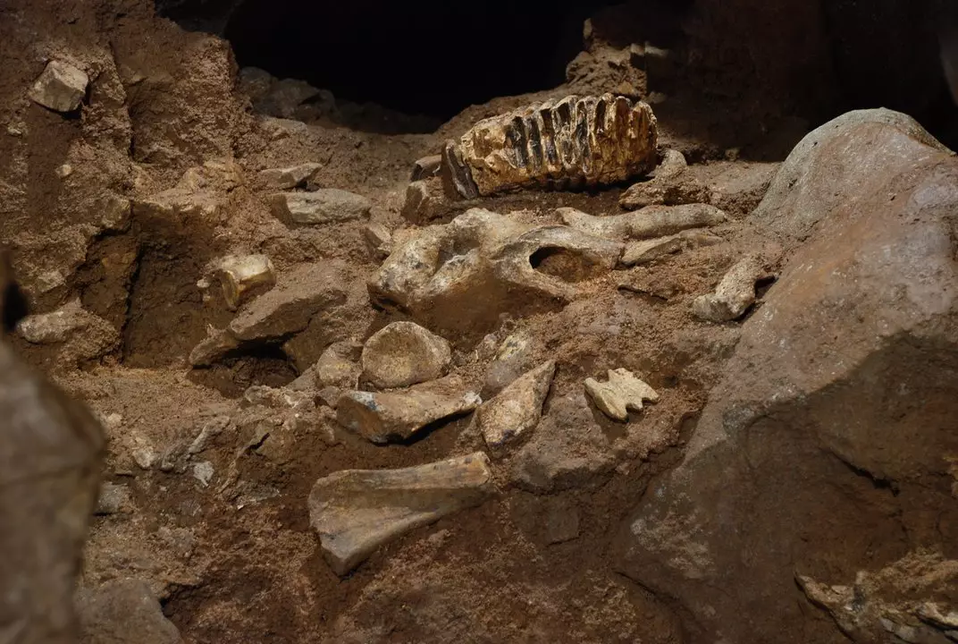 Lapurrek arpilatu ondoren, antzinako haitzuloa lapurtutako fosilen 3-D erreplikekin irekitzen da berriro. 27091_2