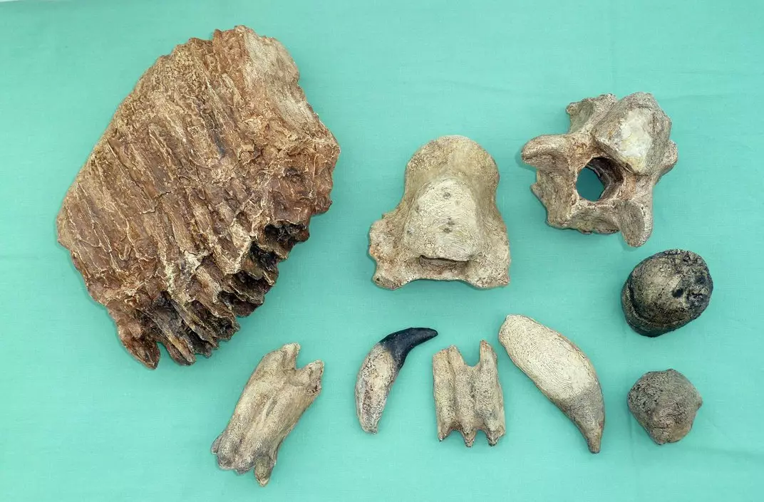 Lapurrek arpilatu ondoren, antzinako haitzuloa lapurtutako fosilen 3-D erreplikekin irekitzen da berriro. 27091_4