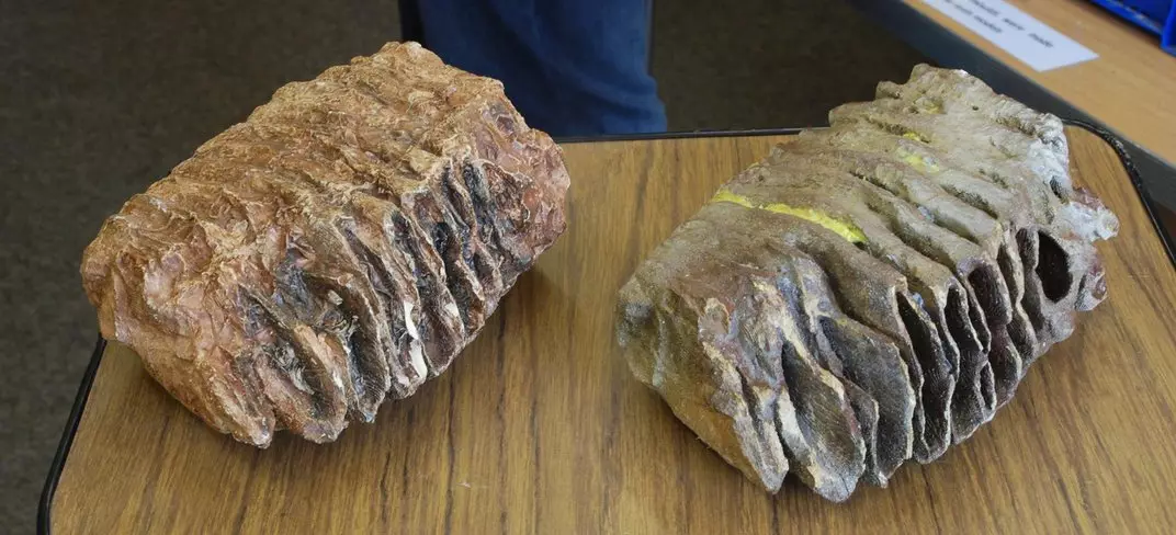 Lapurrek arpilatu ondoren, antzinako haitzuloa lapurtutako fosilen 3-D erreplikekin irekitzen da berriro. 27091_5