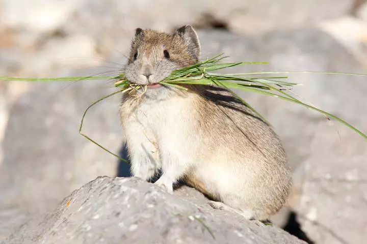 Le Fa'afefea ona Suia e Suiga o le Tau ia Manu ma La'au Fa'ailoga a le National Parks