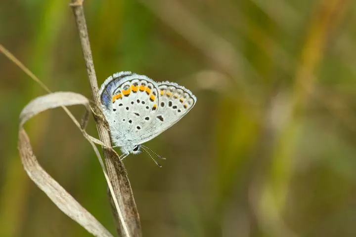 Wie der Klimawandel die ikonischen Tiere und Pflanzen der Nationalparks verändern wird