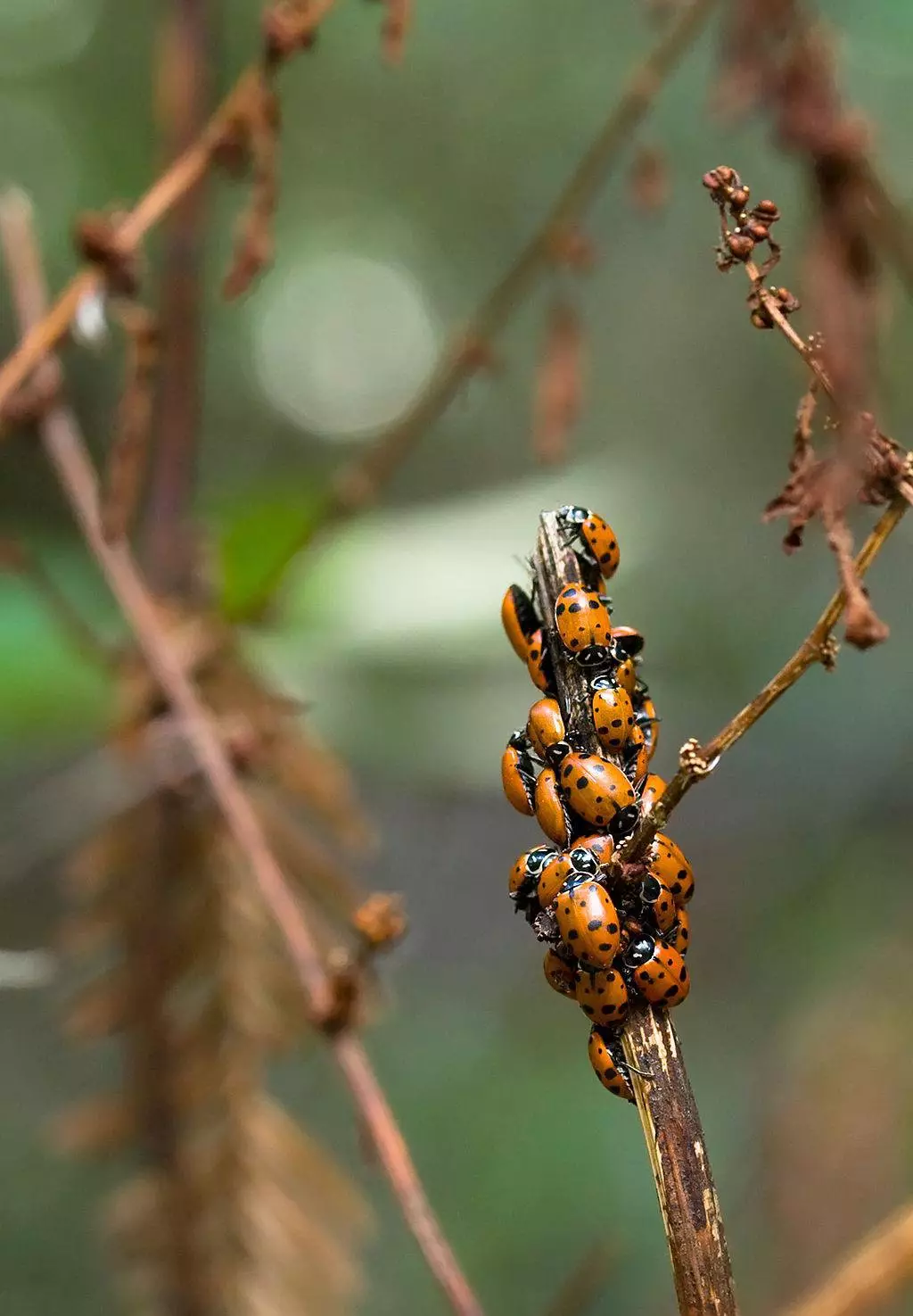 Ladybugs Convergent