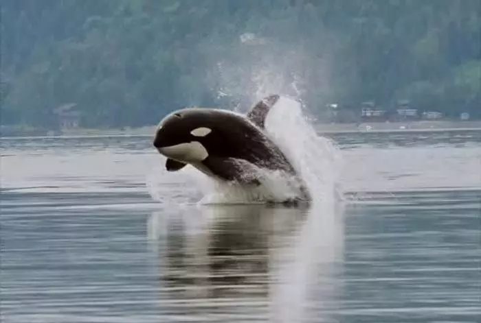 Killer whale porpoising