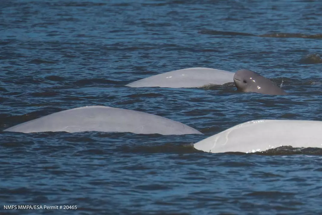 Whales daga Cook Inlet