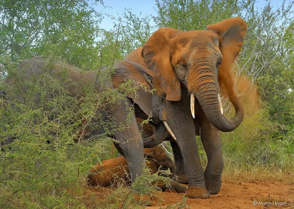 African elephant inozvipa kugeza huruva