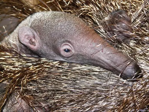 URGENTE: Bebê Tamanduá Nascido no Zoológico