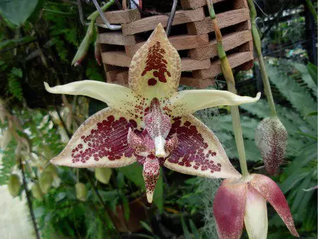 Weekend Eventer: River vun Erneierung, Ouschteren Bonnets, Orchideeën