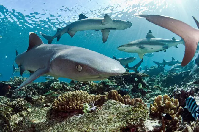 cá mập rạn san hô trắng