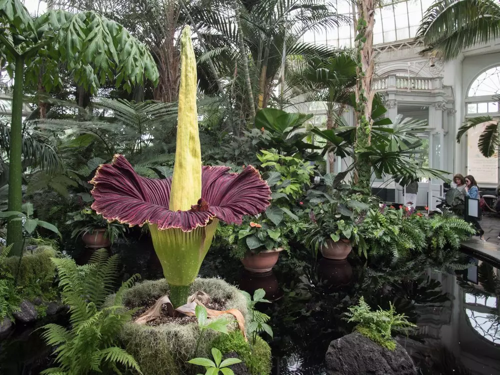 Ett foto av en likblomma i blom på New Yorks botaniska trädgårds Haupt Conservatory. Växten har en lång grön stjälk i mitten omgiven av en stor rödbrun solfjäderliknande blomning