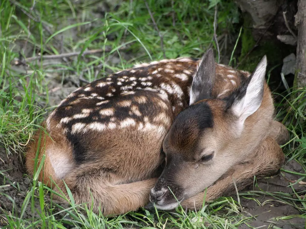 Haddii aad u maleyneyso in 'Bambi' ay ugu muuqato mid aad u qaan-gaar ah carruurta, ma khaldanid