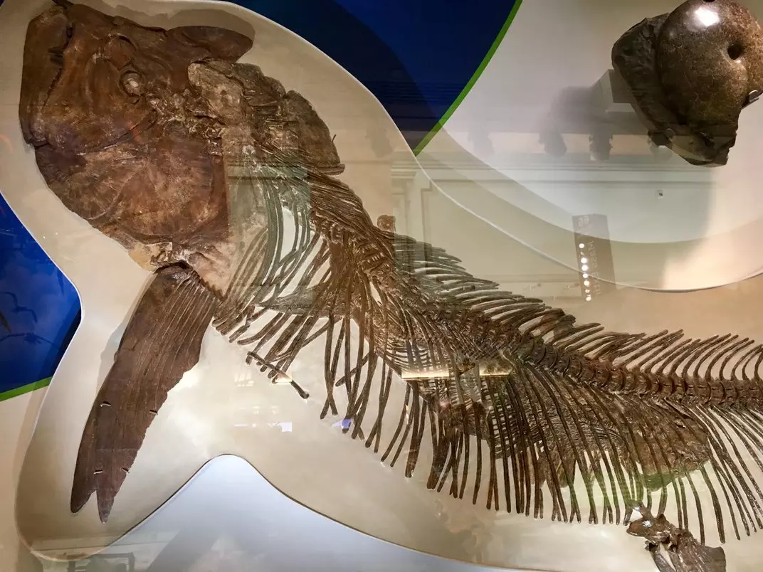 Бул жерде Smithsonian's New Fossil Hall'да сагынышыңыз мүмкүн болгон 12 нерсе