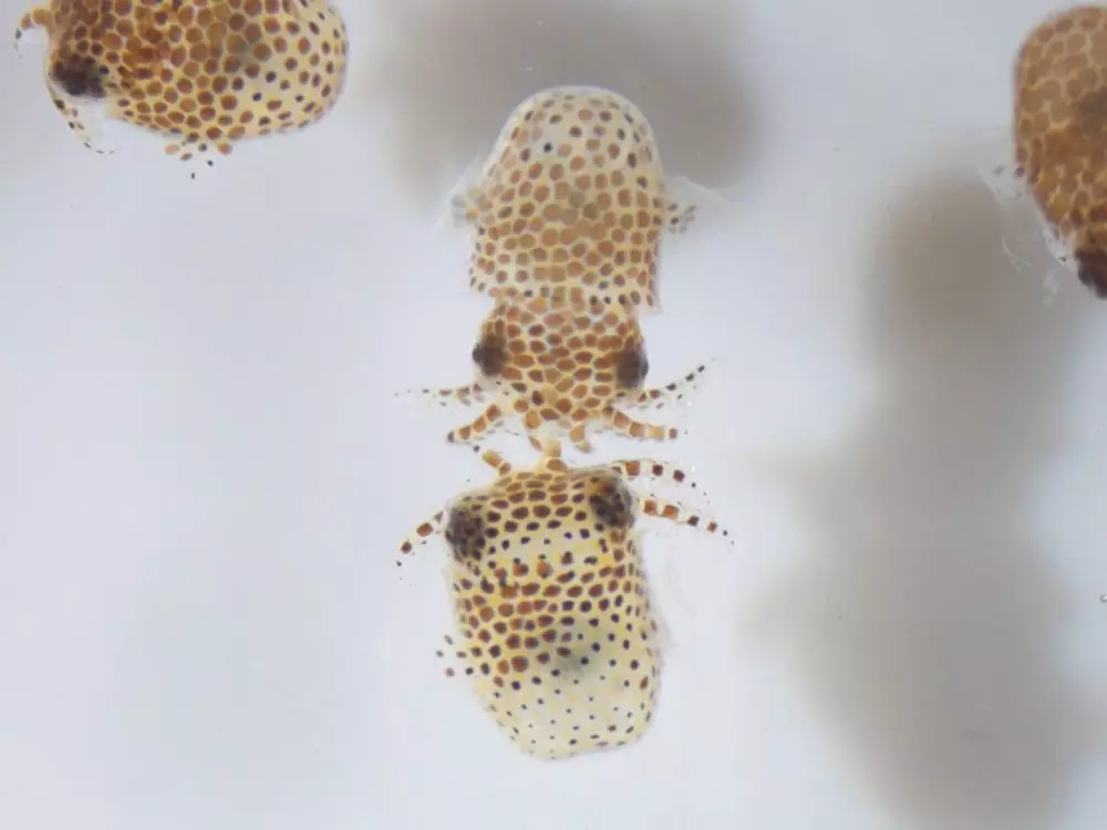 mwana bobtail squid