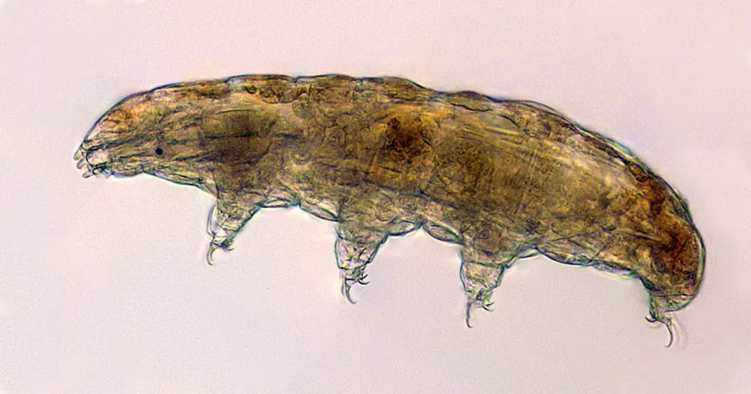 tardigrade tai