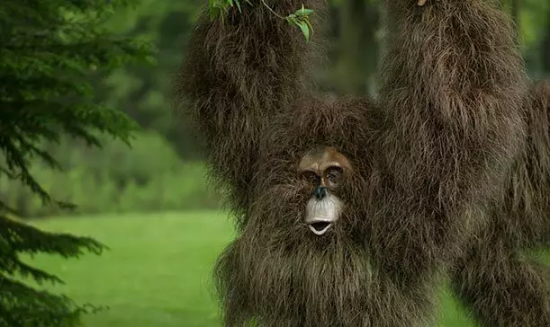 Bornean at Sumatran orangs