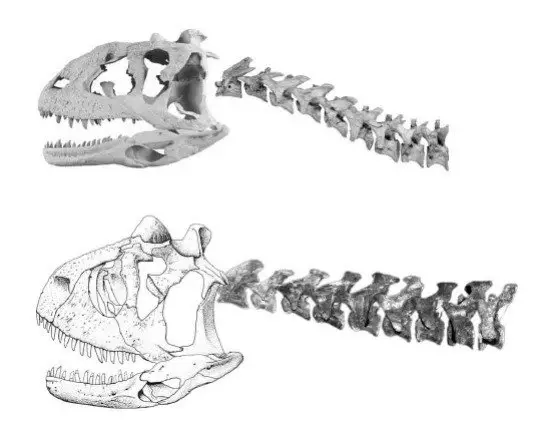 瑪君龍（上）和食肉牛龍（下）的頭骨和脖子比較。