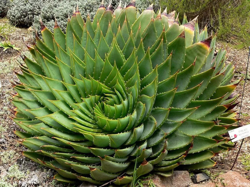 Troellau Aloe