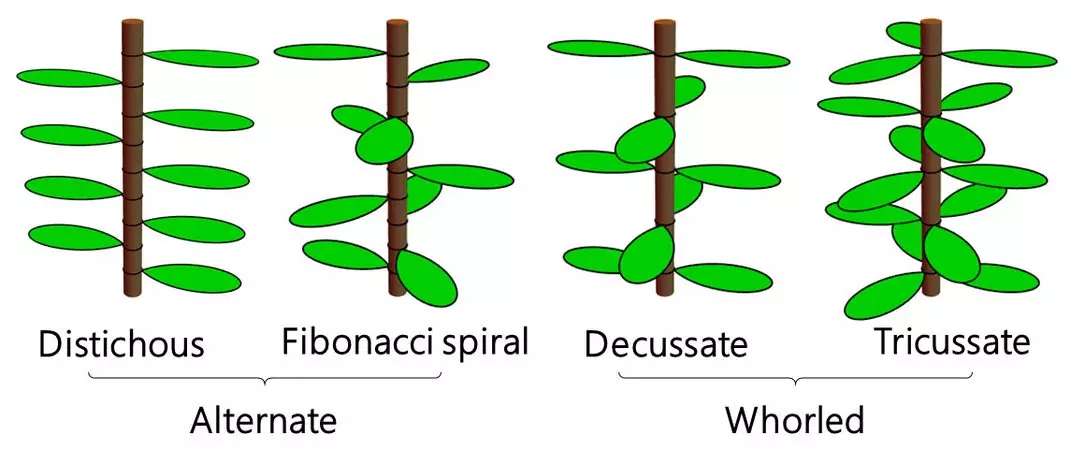 Blattarrangements