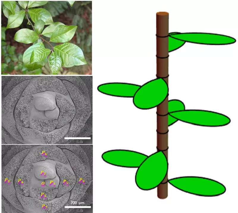 Modelul Orixa Japonica