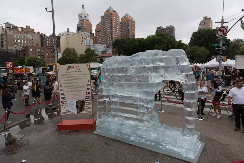 Ikus ezazu tamaina errealeko elefantearen izotz eskultura New Yorken urtzen dela