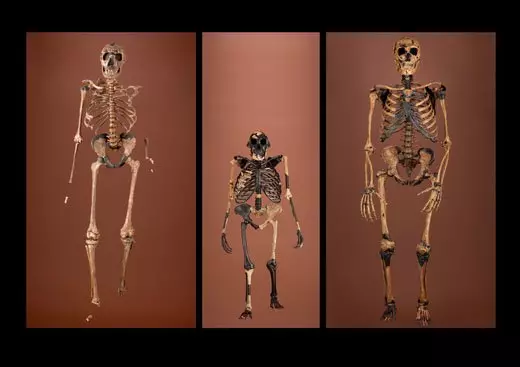 24_skelette_erectus_afarensis_neanderthalensis1.jpg