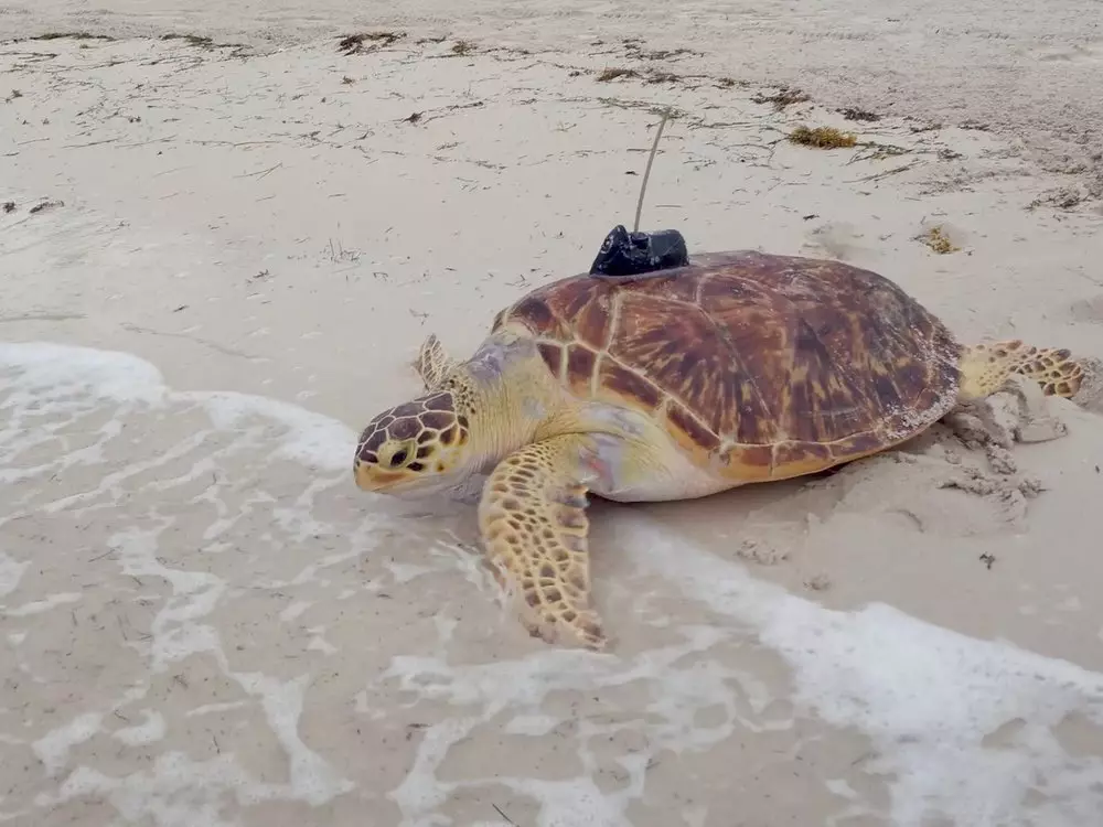 Rare hybrid sea turtle na pinakawalan
