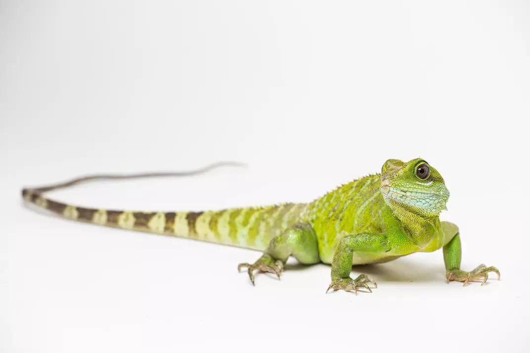 Ang Female Asian Water Dragon ng National Zoo ay Matagumpay na Nag-reproduce Nang Walang Lalaki 27263_2