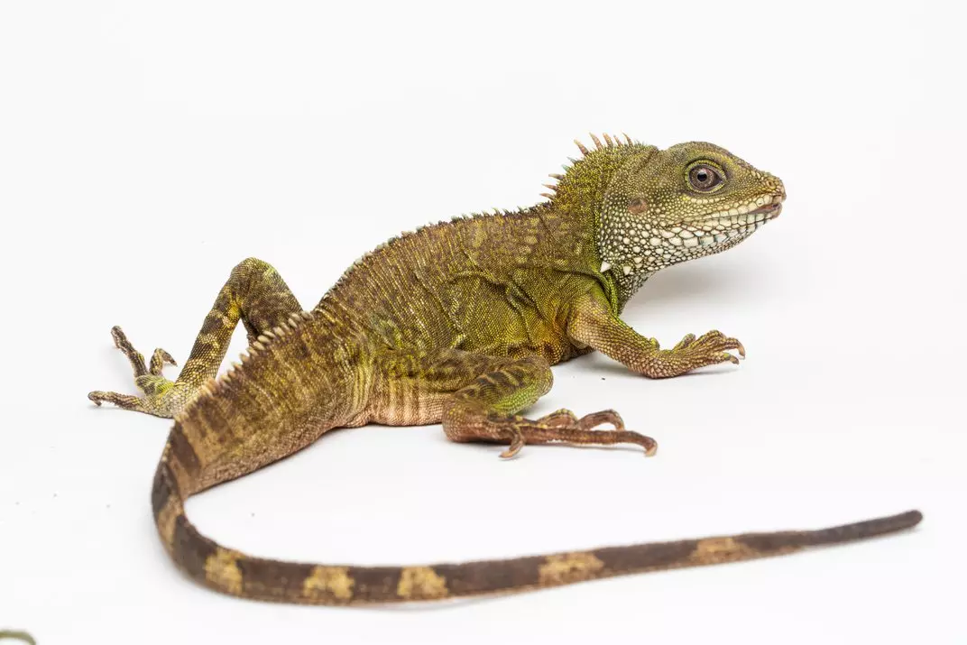 The National Zoo’s Female Asian Water Dragon Successfully Reproduced Without a Male 27263_3