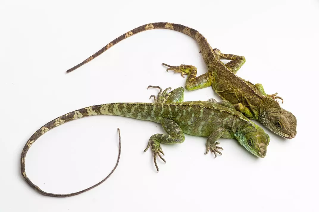 Die Nasionale Dieretuin se vroulike Asiatiese waterdraak is suksesvol gereproduseer sonder 'n mannetjie