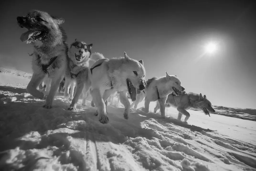 Greenland sled alika