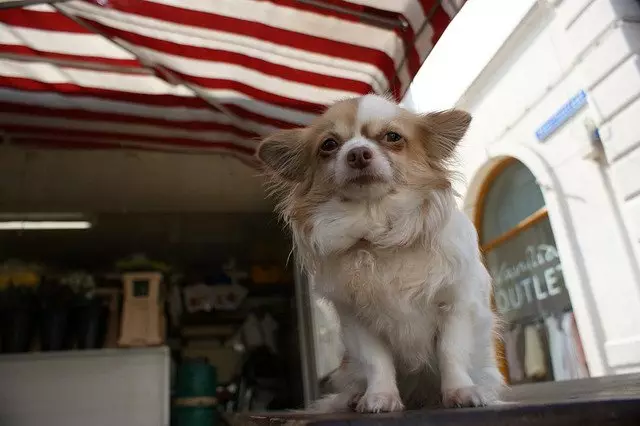 科学は確認します：アメリカの犬はそれが得るようにアメリカ人です