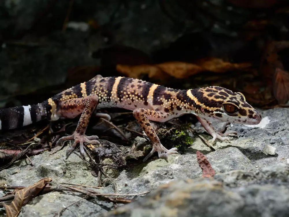 Cave Gecko