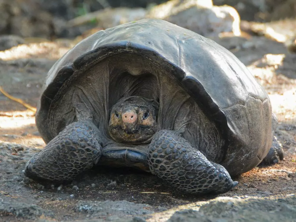 Trefft d'Fernanda, d'Galapagos Schildkröt verluer fir iwwer e Joerhonnert