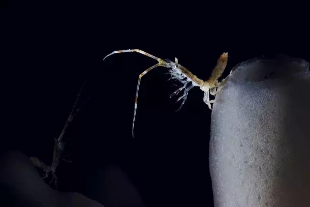 En isopod sitter på siden av glasssvampen for å filtrere partikler fra vannet.