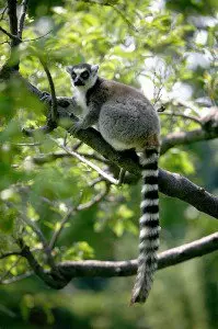 មហាសេដ្ឋី Branson នឹងដោះលែង Lemurs នៅលើកោះ Caribbean