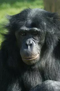 Bonobos deila mat sínum og mannlegum eiginleikum