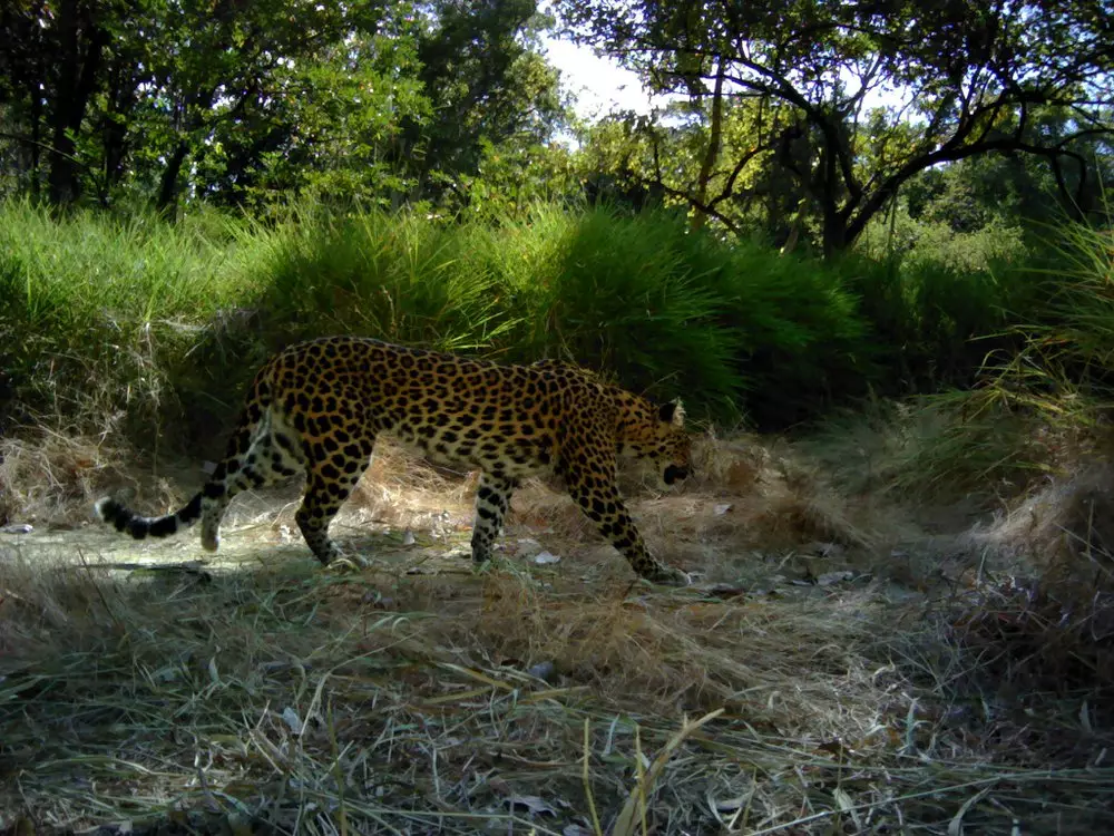 Kamboja - Macan Tutul 1.JPG