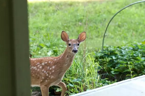 Nais ng Bayan na Ito na Ilagay ang Deer nito sa Birth Control