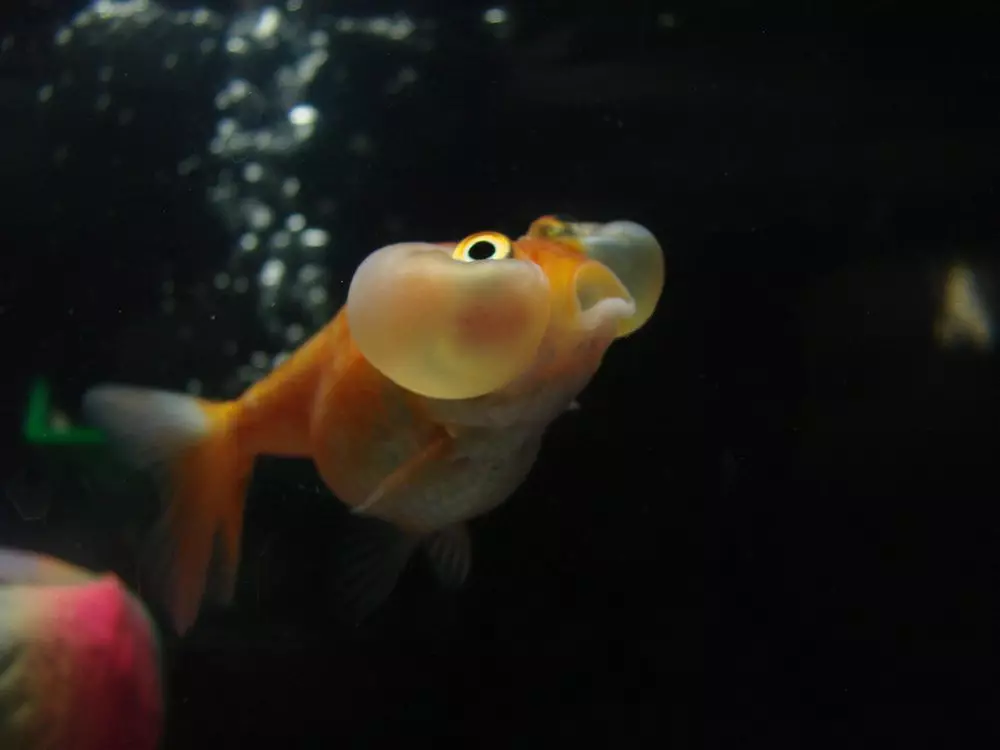 bubble eye goldfish