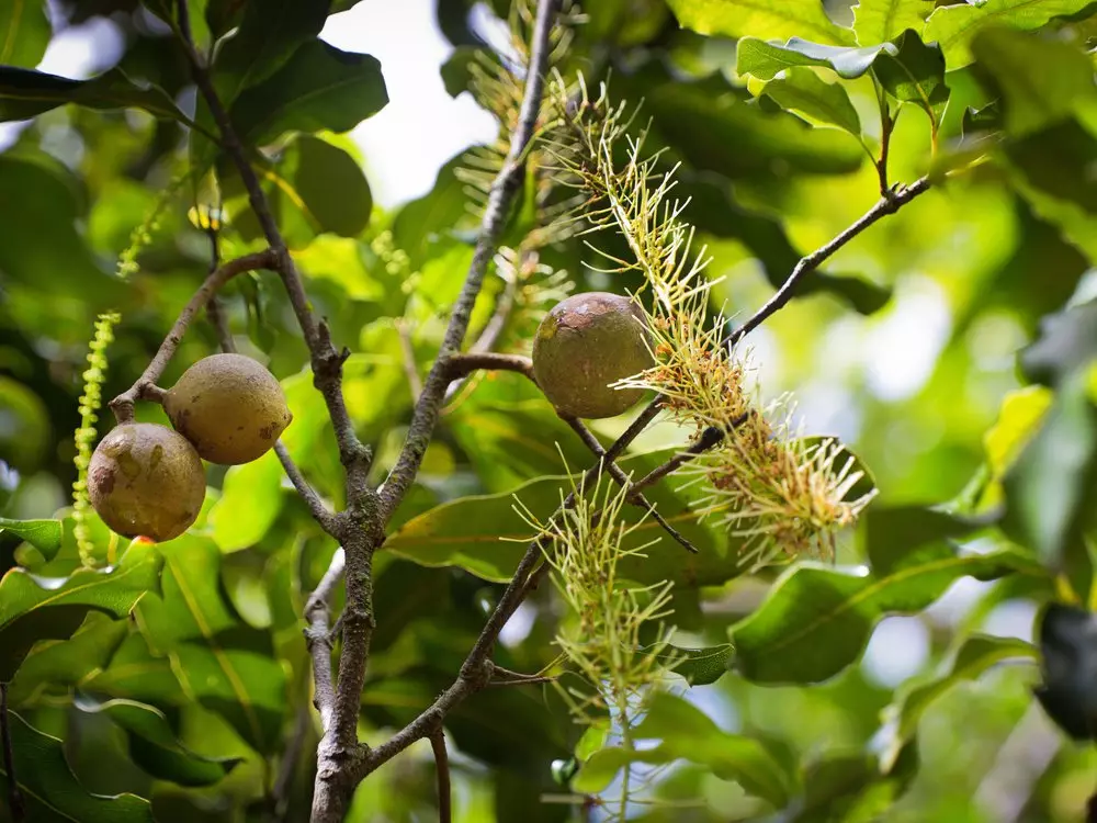 De fleste af verdens macadamiaer kan stamme fra et enkelt australsk træ