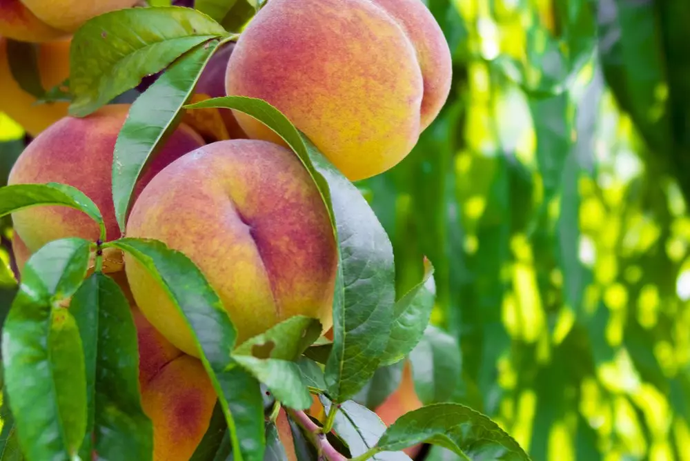 The Fuzzy History of the Georgia Peach