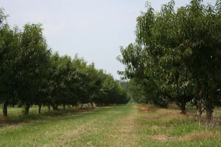 Peach orchard