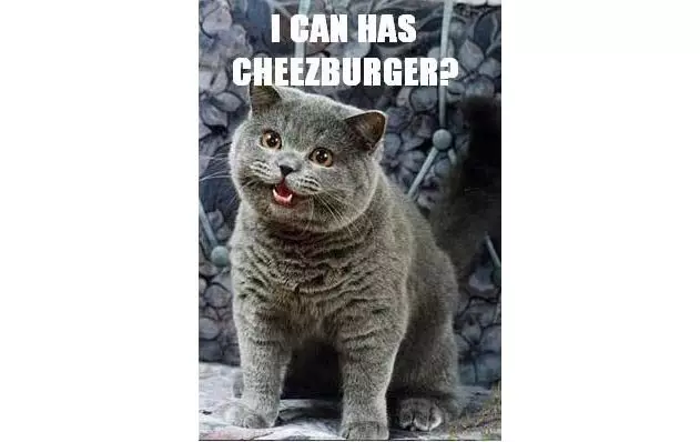 يمكنني الحصول على Cheezburger LOLCAT