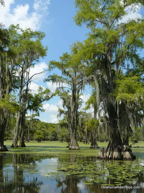 Er is een onderwaterbos voor de kust van Alabama