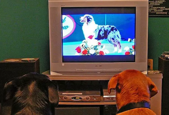 Television Channel for Dogs to Launch in August