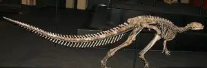 20110520083120dryosaurus-dinosaur-skelet1-300x99.jpg