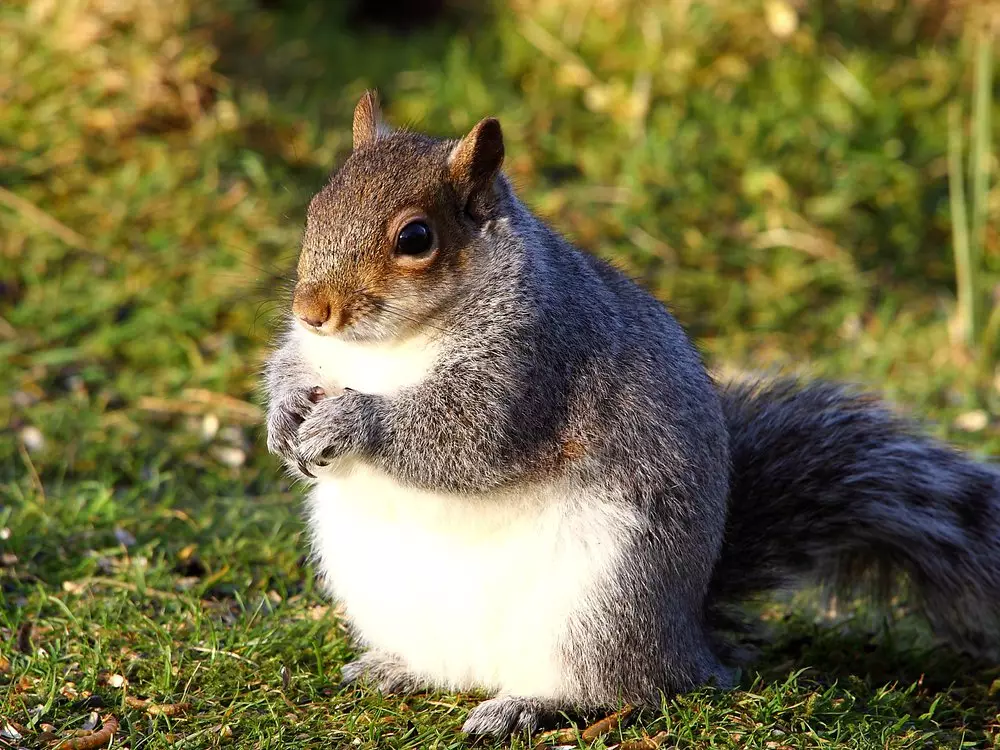 Plump Squirrel