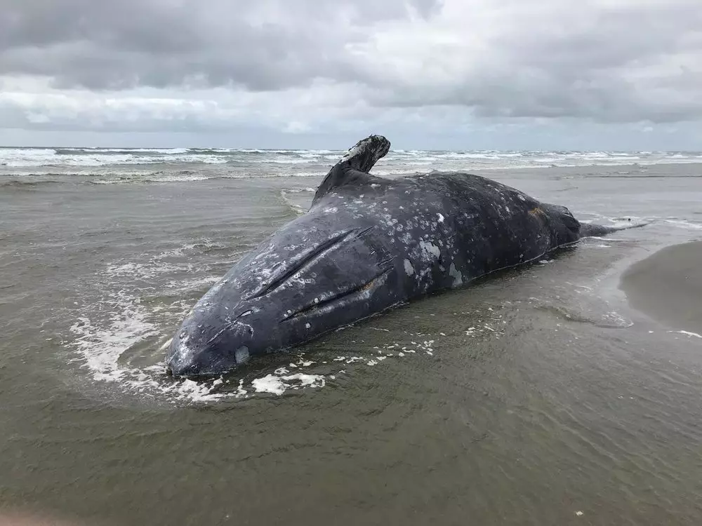 I-NOAA iphanda ukusweleka kweminenga eyi-70 kuNxweme oluseNtshona