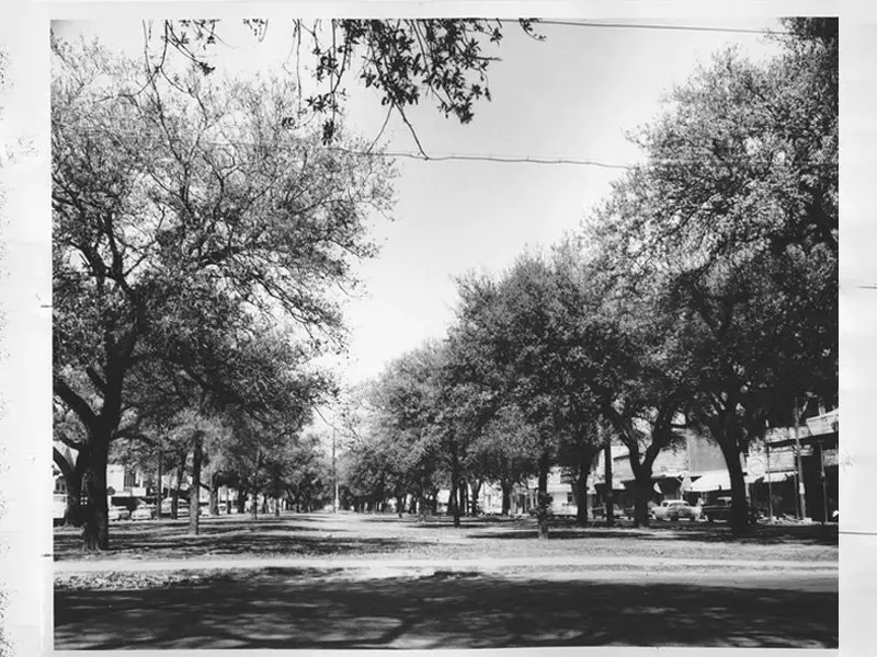 Claiborne oaks