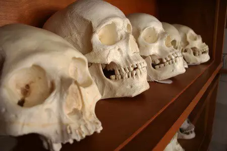 20110520110729Skulls-resize.jpg